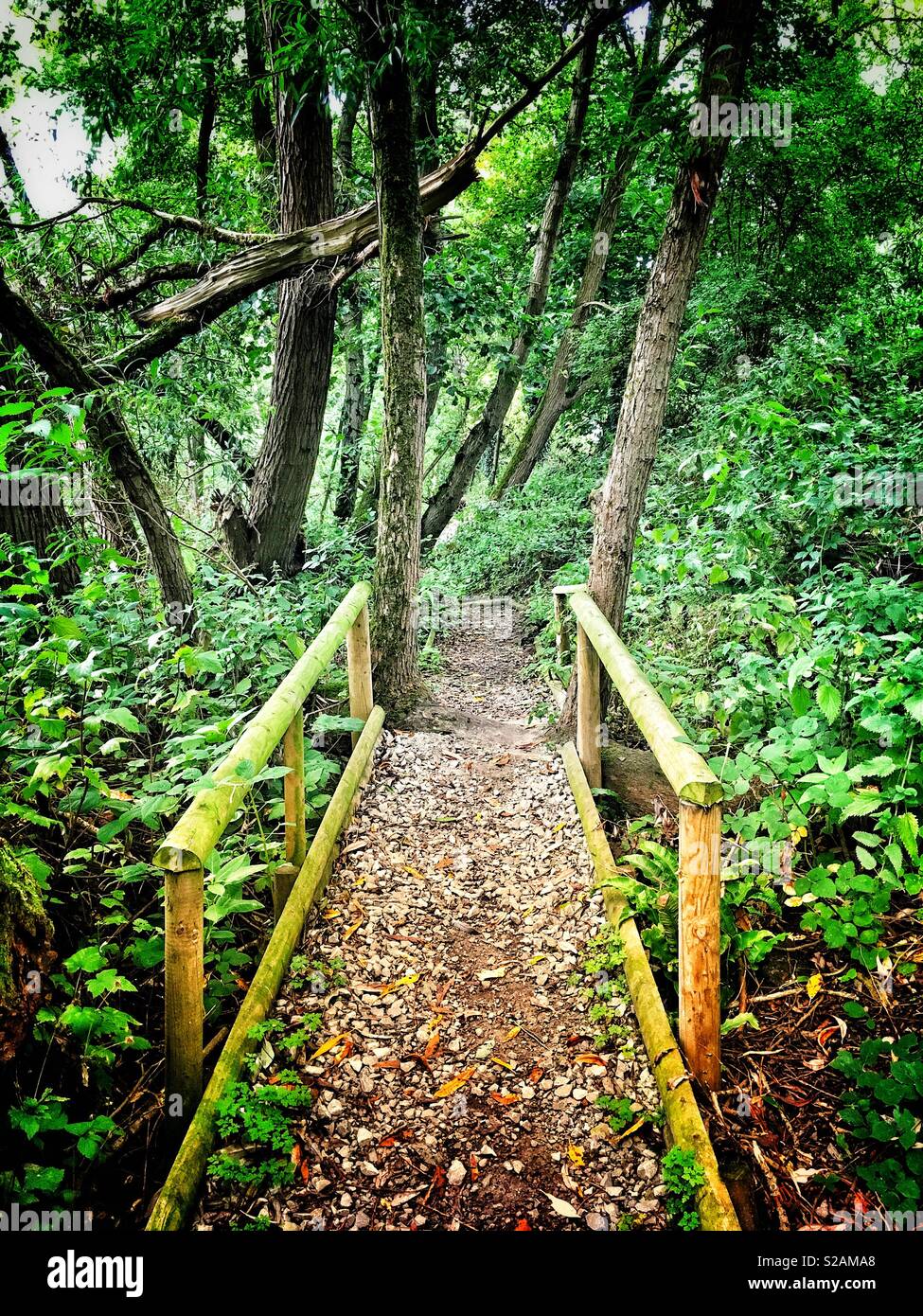 Bridge in Cheshire forest Stock Photo - Alamy