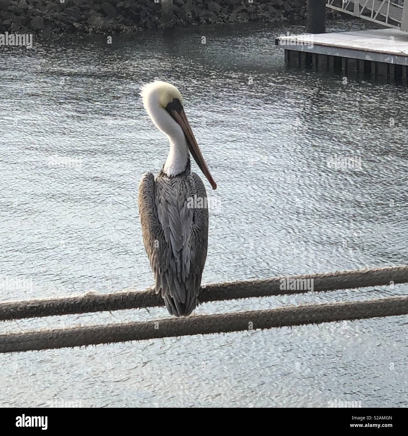 Pelican sitting on a ship’s mooring lines Stock Photo - Alamy