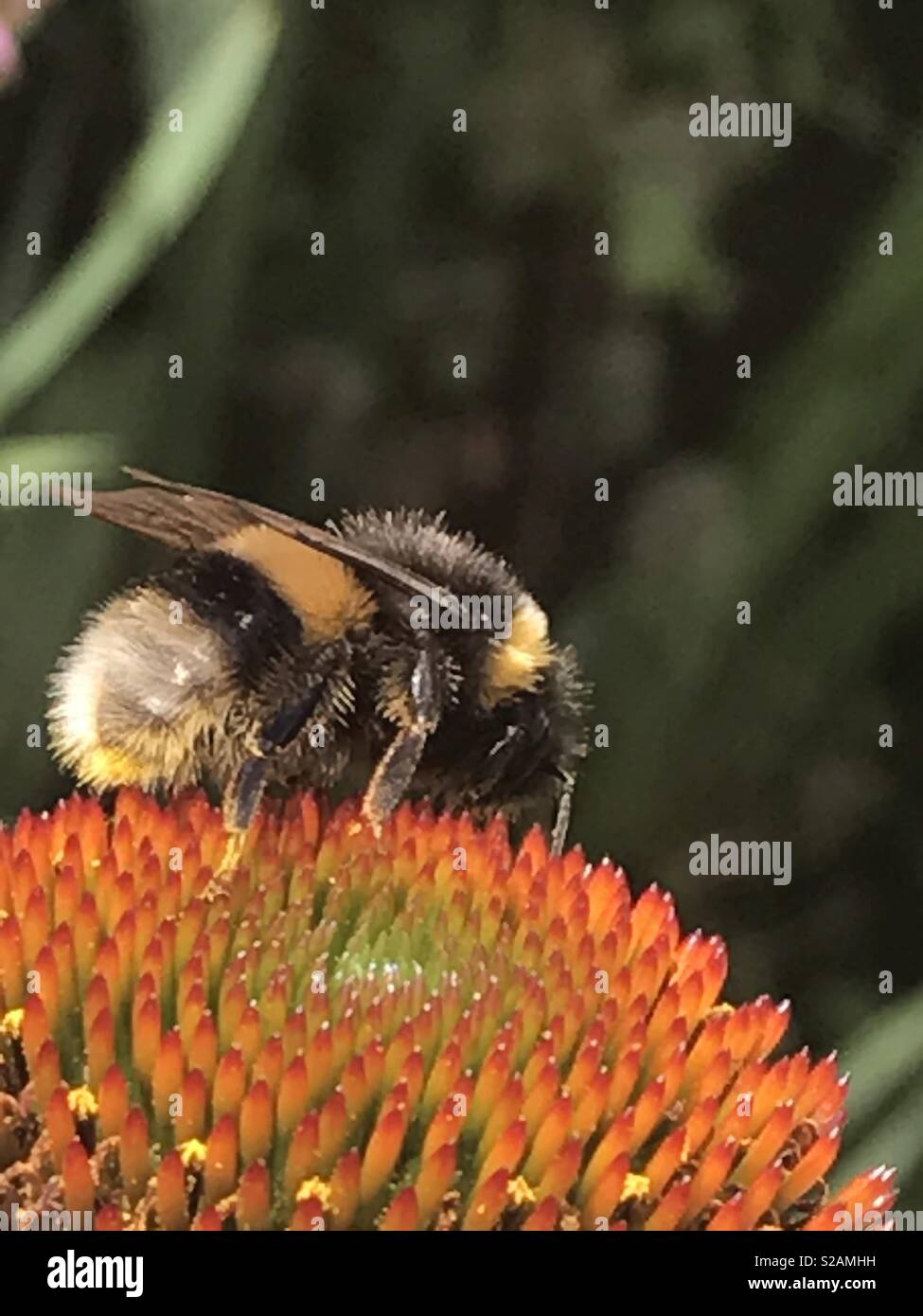 Bumblebee flowers hi-res stock photography and images - Alamy