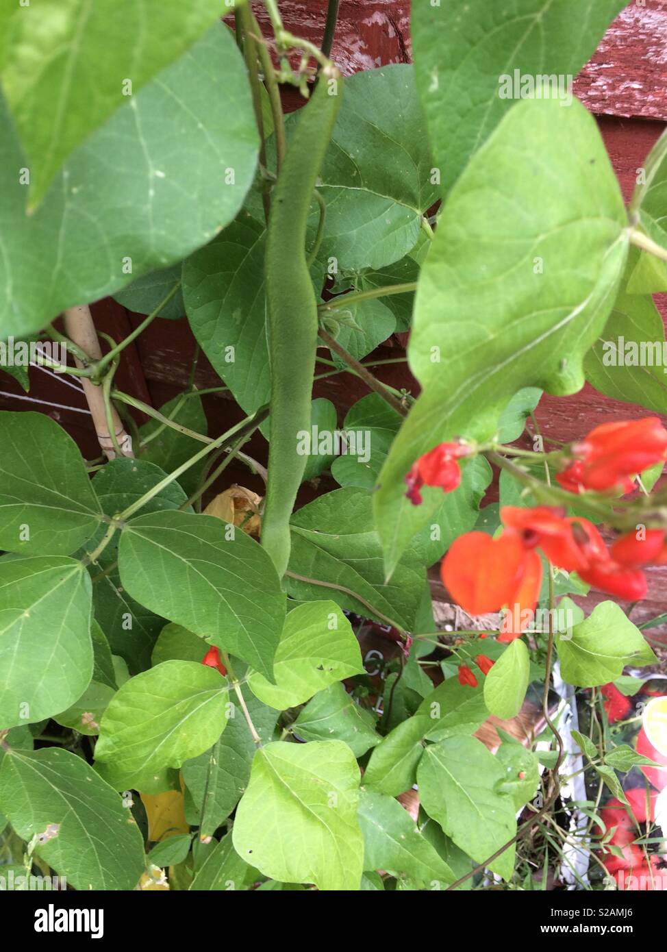 Runner beans flower hi-res stock photography and images - Alamy