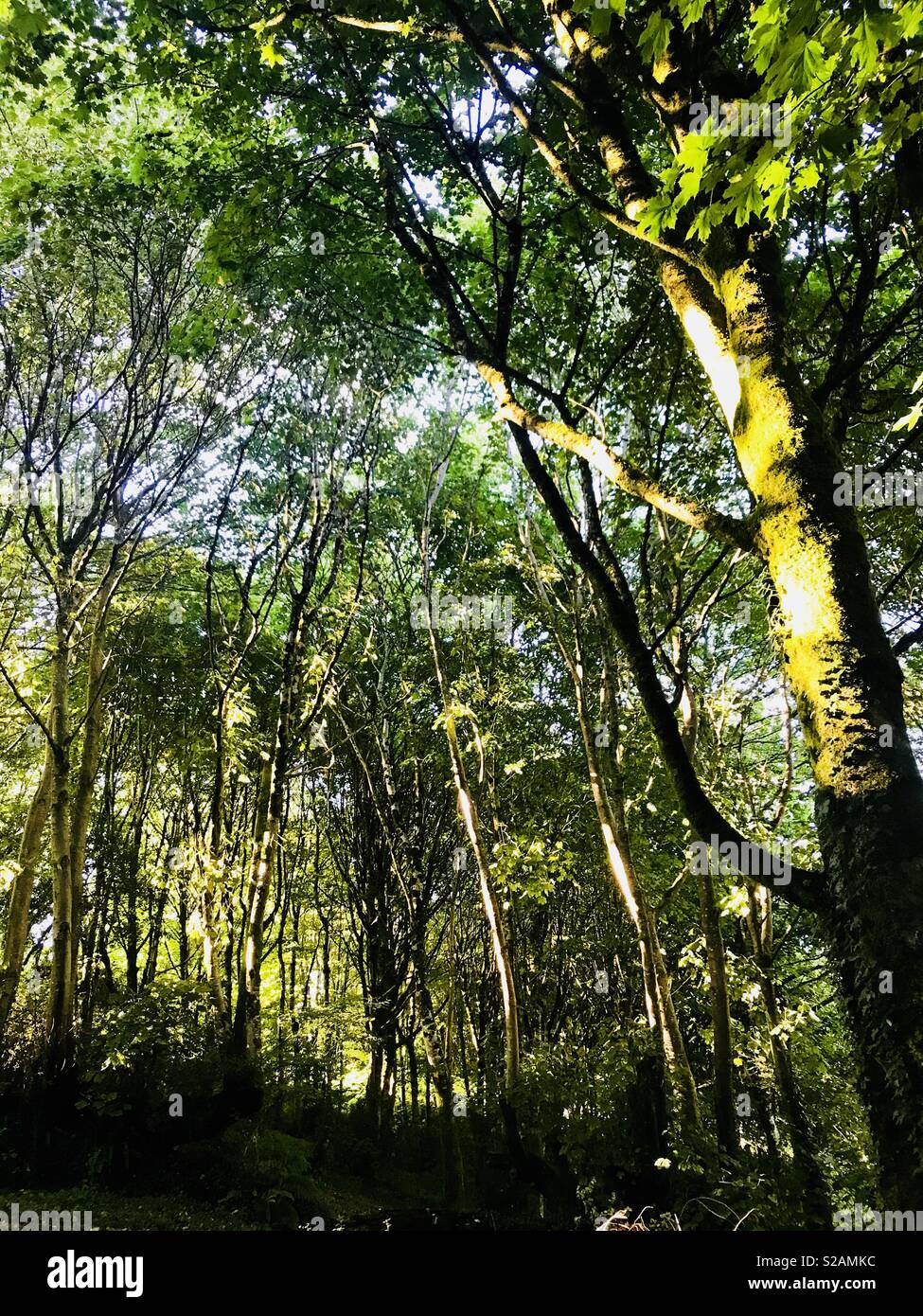 Cornish woodland bear Bodmin sun set Stock Photo - Alamy
