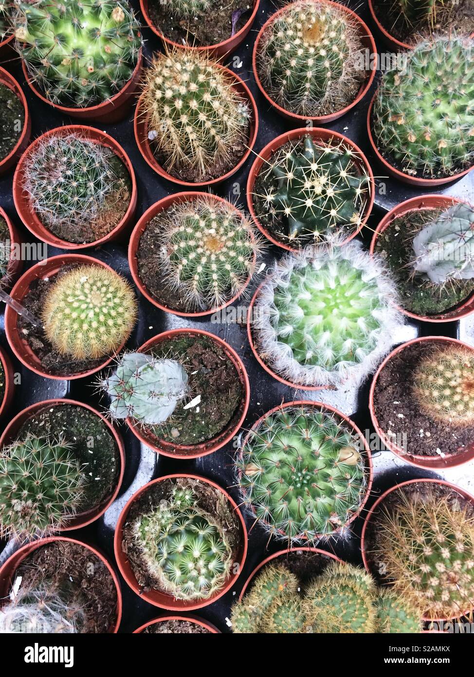 Lots of cactus hi-res stock photography and images - Alamy