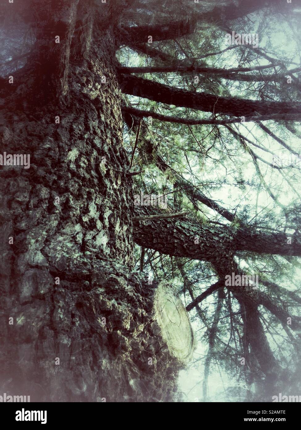 Hemlock tree hi-res stock photography and images - Alamy