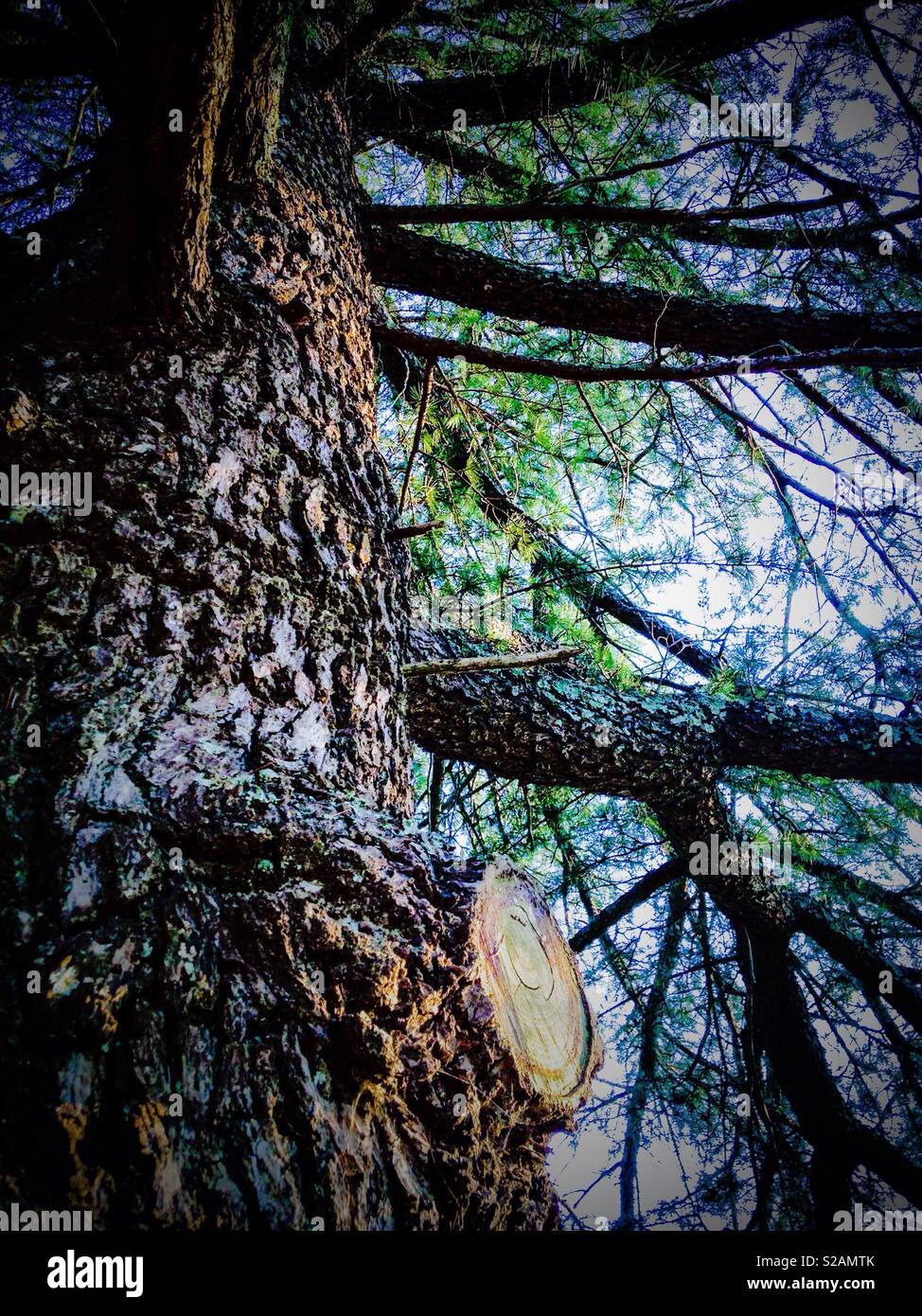 Hemlock tree hi-res stock photography and images - Alamy