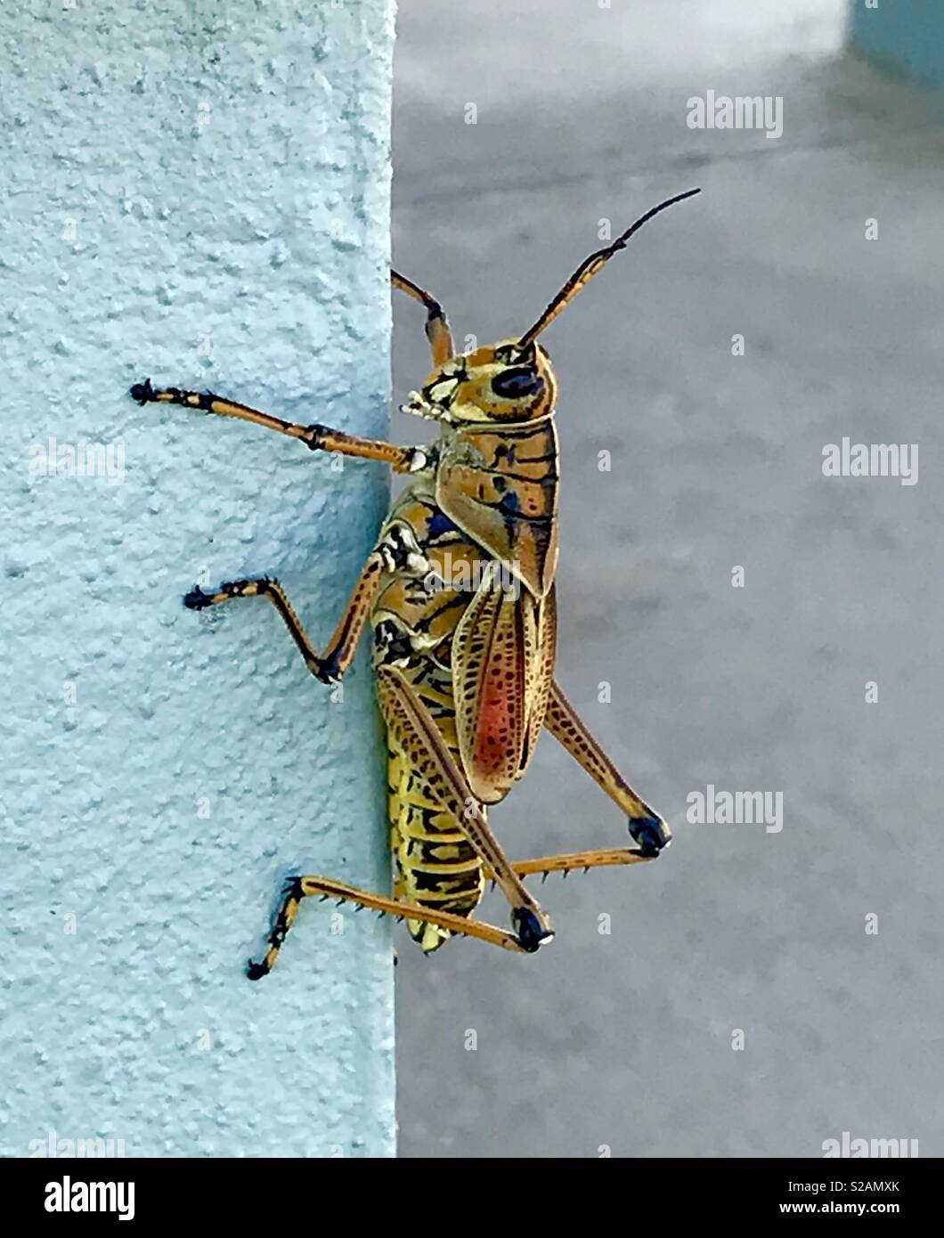 Huge grasshopper hi-res stock photography and images - Alamy