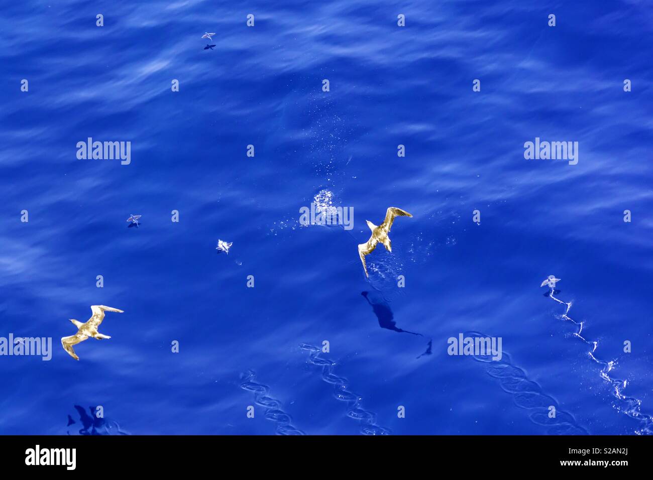 Fish chasing fish hi-res stock photography and images - Alamy