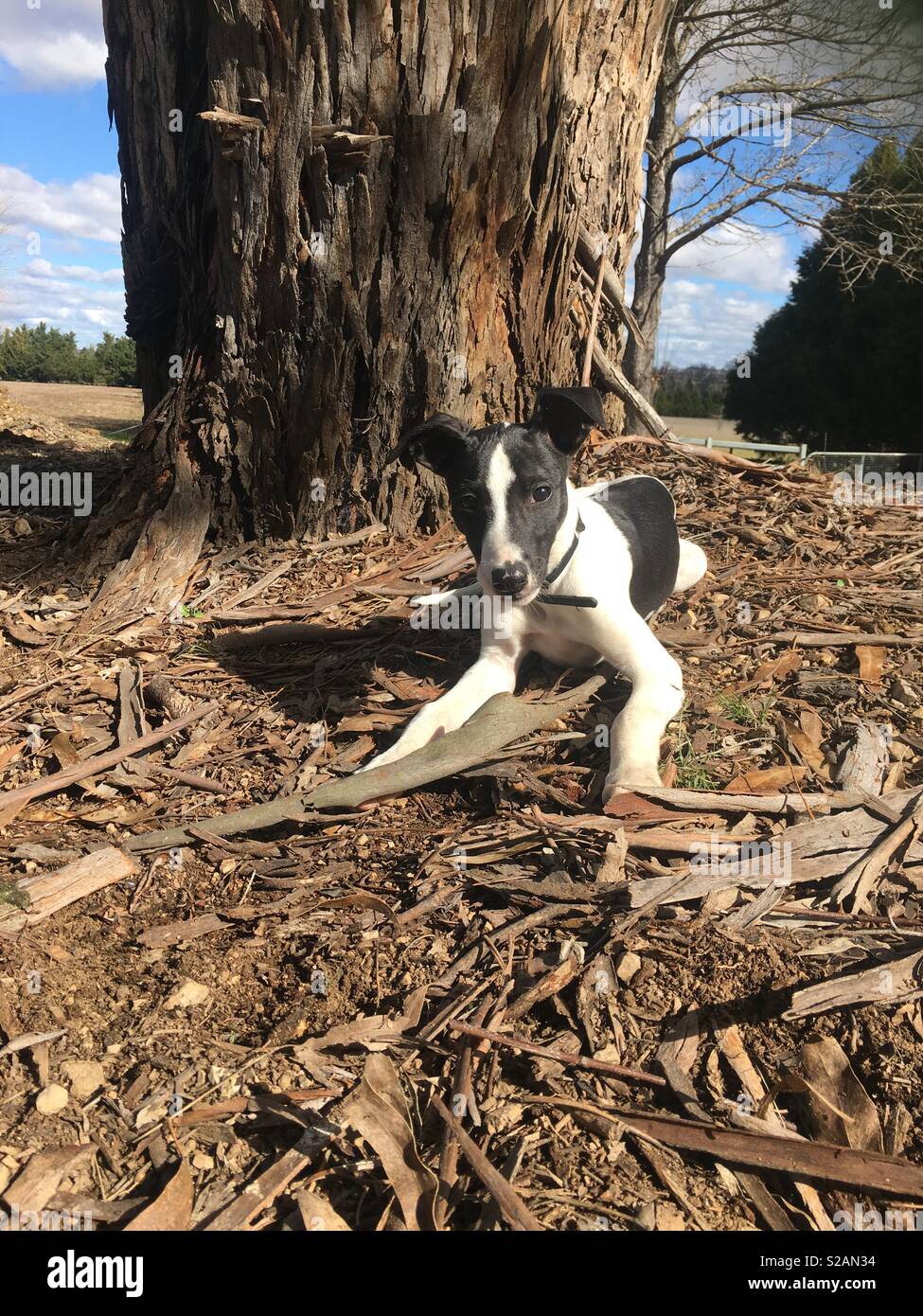 Just sunbaking 🌞 Stock Photo - Alamy