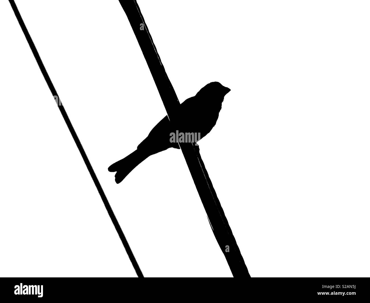 Bird parallel hi-res stock photography and images - Alamy