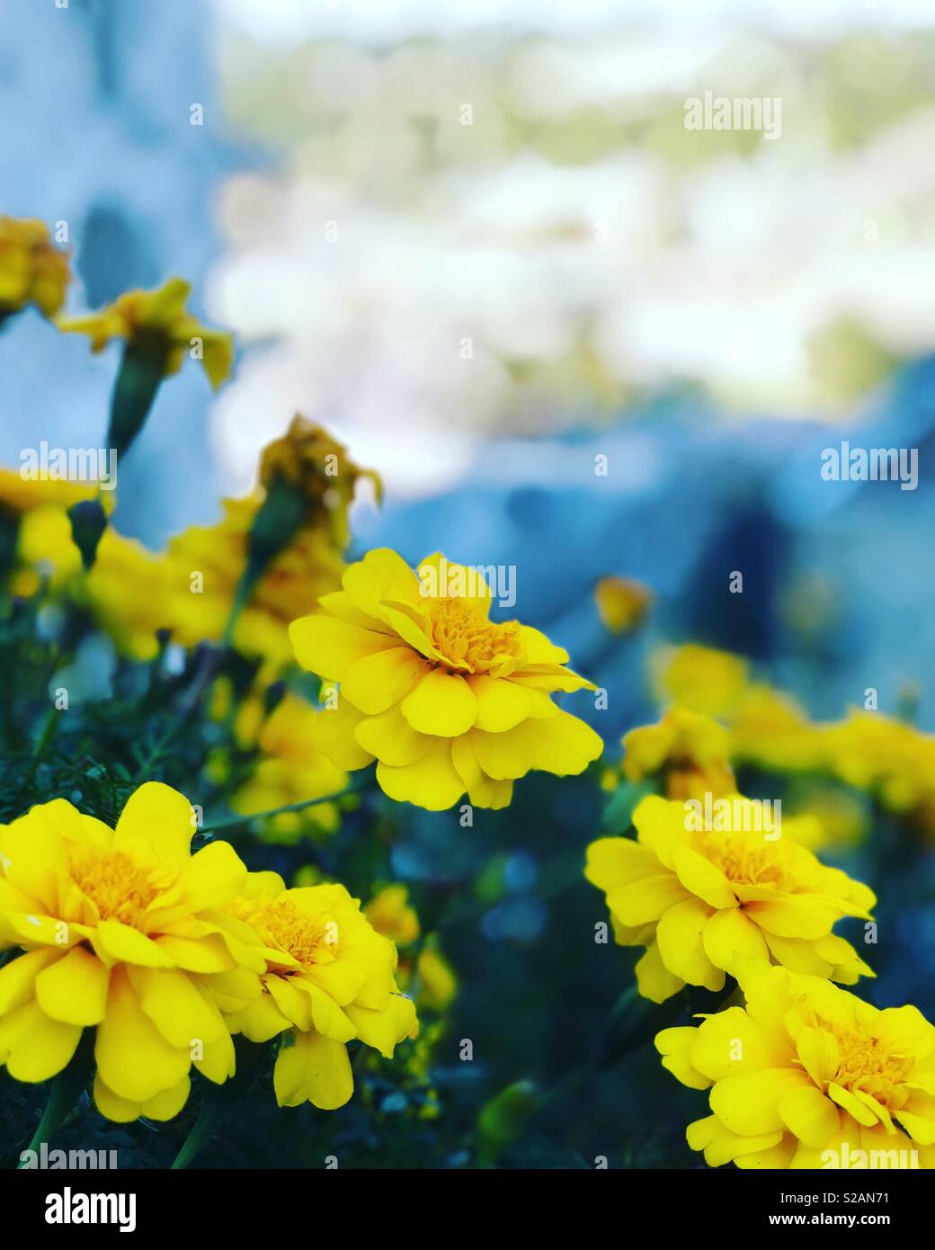 Most beautiful yellow flowers hi-res stock photography and images - Alamy