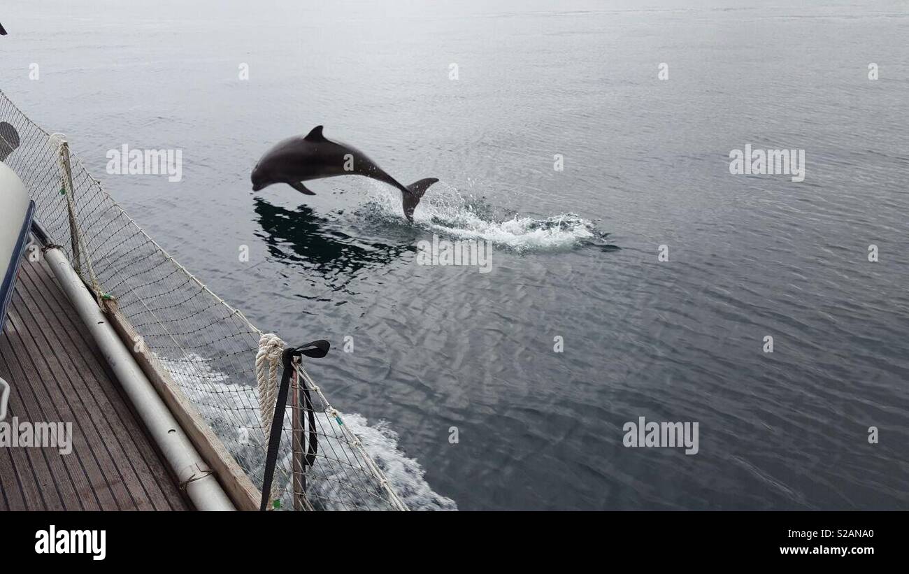 Dolphin from sailing boat Stock Photo - Alamy