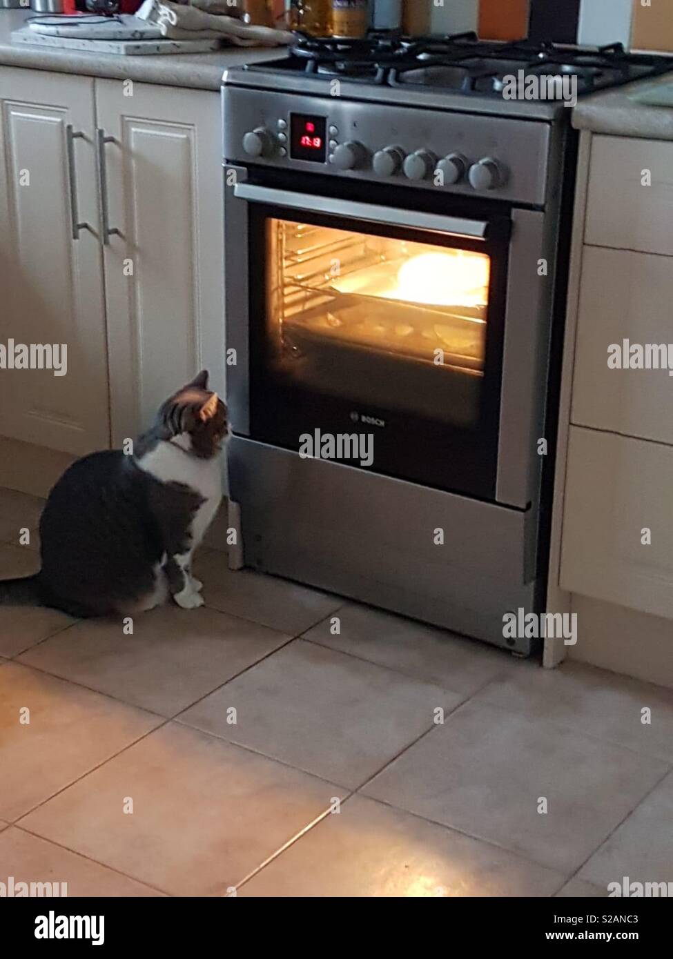 Cat oven hi-res stock photography and images - Alamy