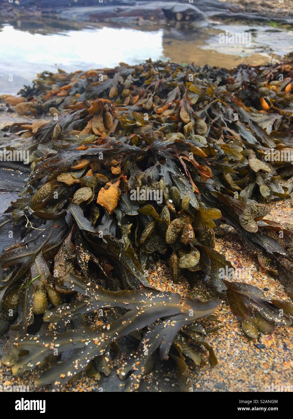 Water pools seaweed hi-res stock photography and images - Alamy