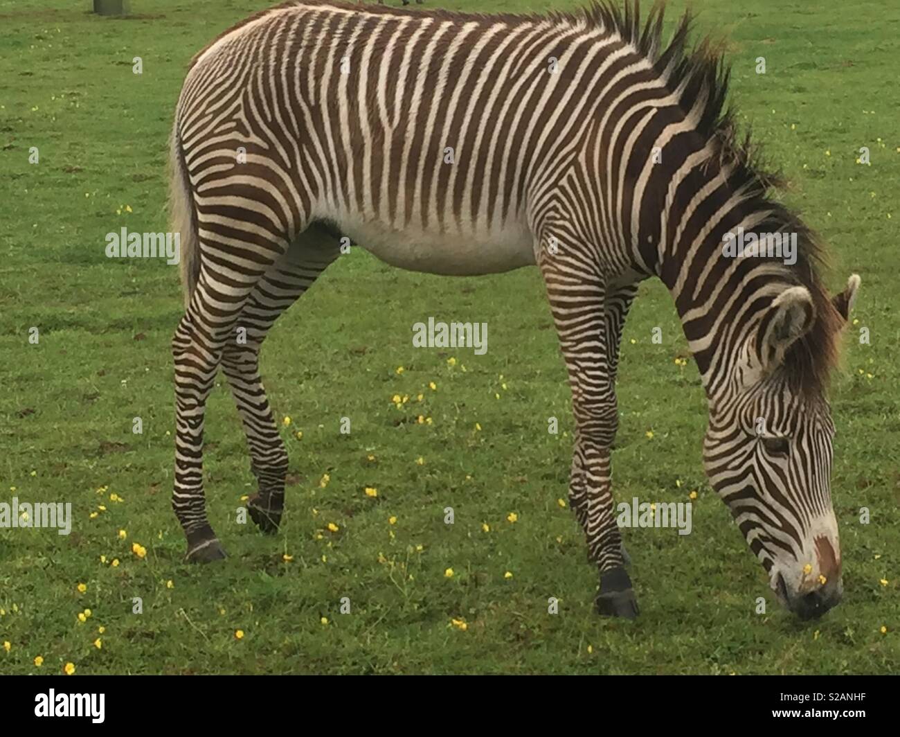 Zebra spring hi-res stock photography and images - Alamy