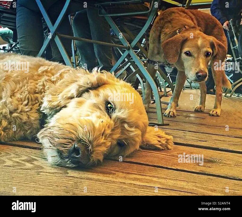 Whats up dog hi-res stock photography and images - Alamy