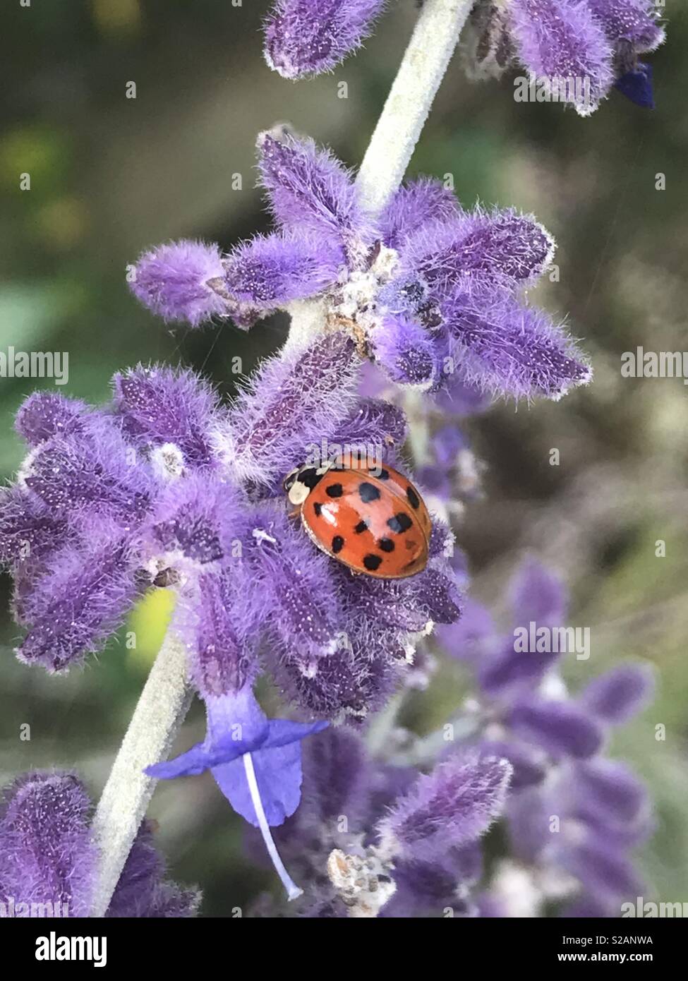 Up close ladybug Stock Photo - Alamy