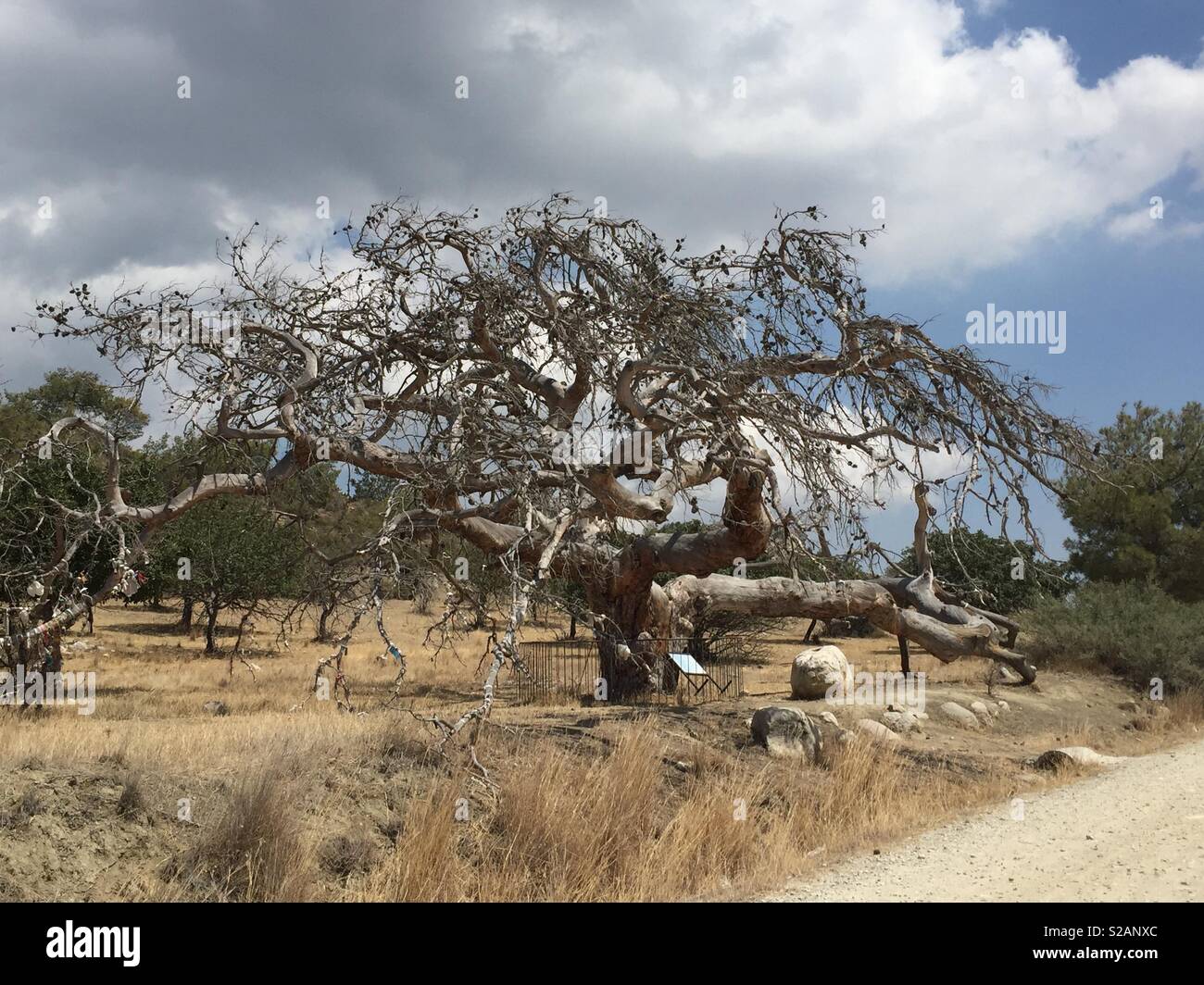 Famous tree hi-res stock photography and images - Alamy