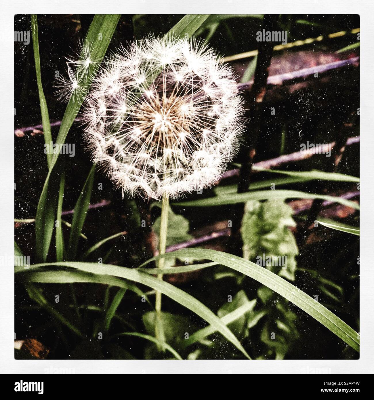 Dandelion fluff stockimo hi-res stock photography and images - Alamy