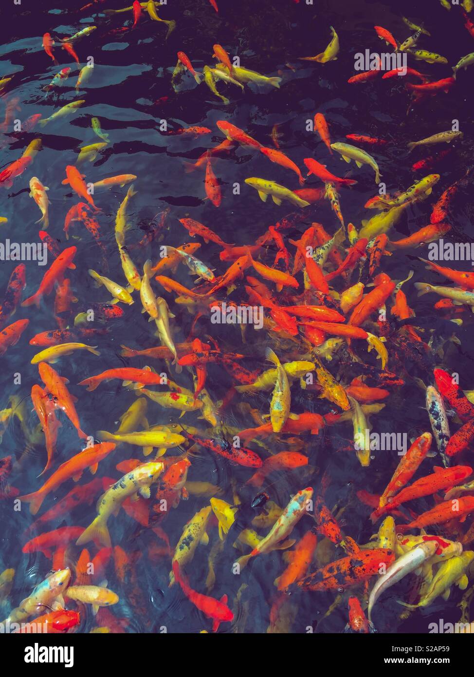 Colourful fish hi-res stock photography and images - Alamy
