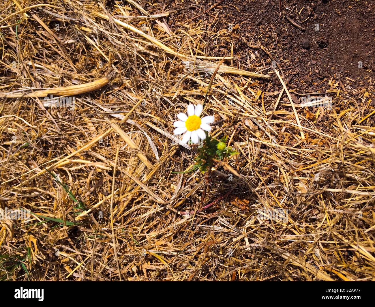 Little daisy hi-res stock photography and images - Alamy