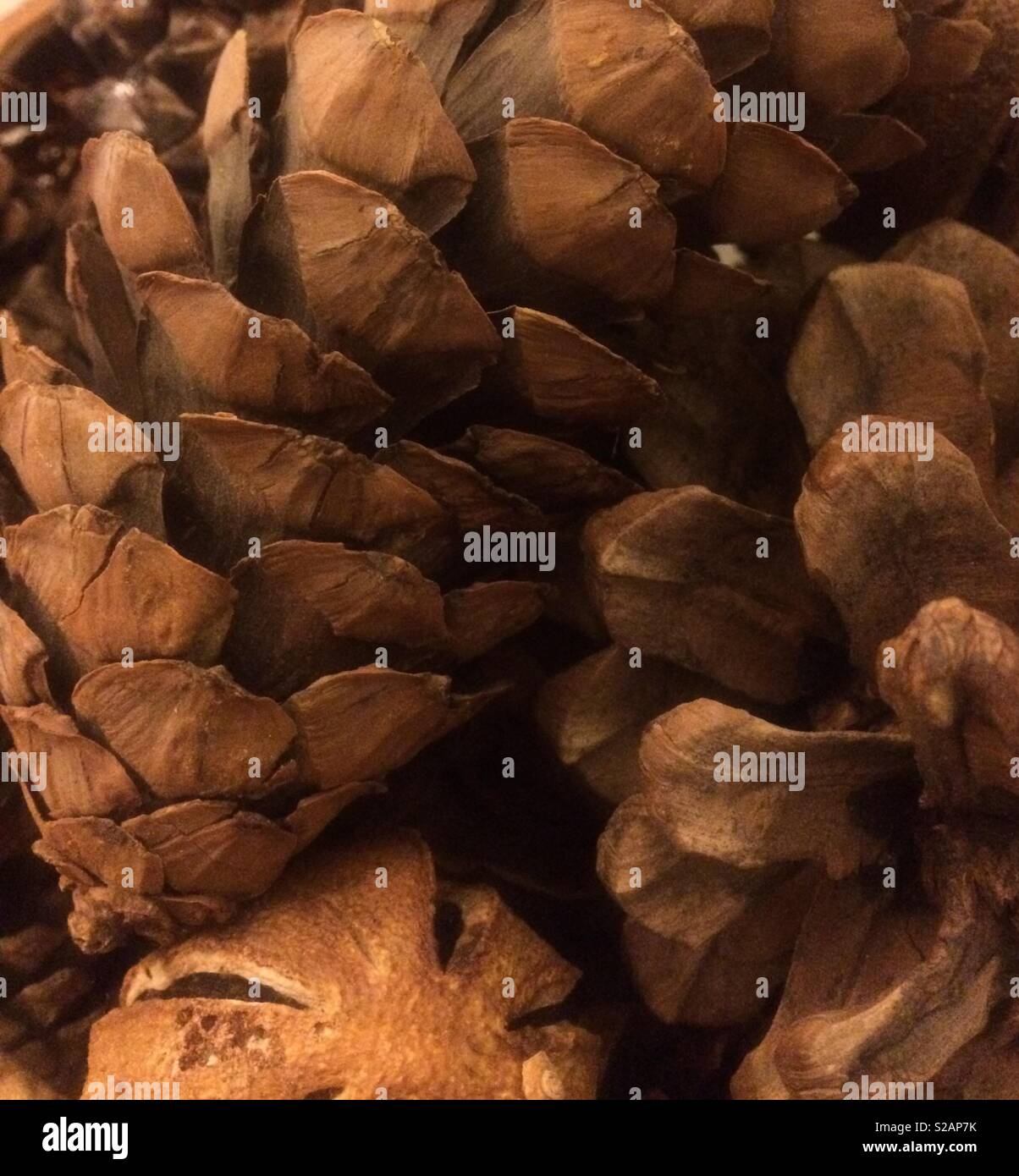 Dried cones hi-res stock photography and images - Alamy