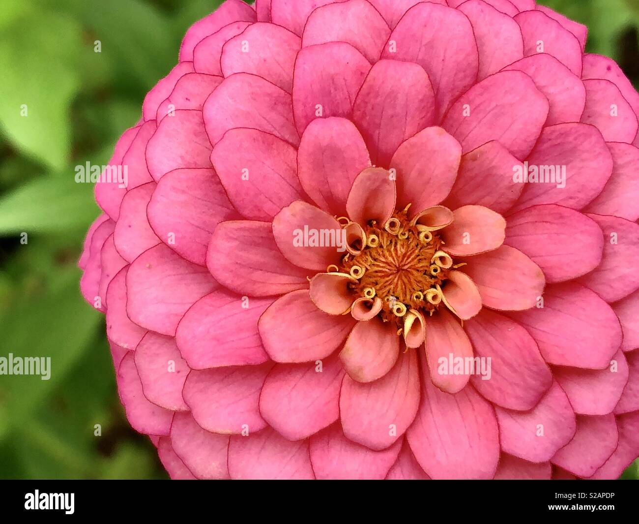 Zinnia leaves hi-res stock photography and images - Alamy