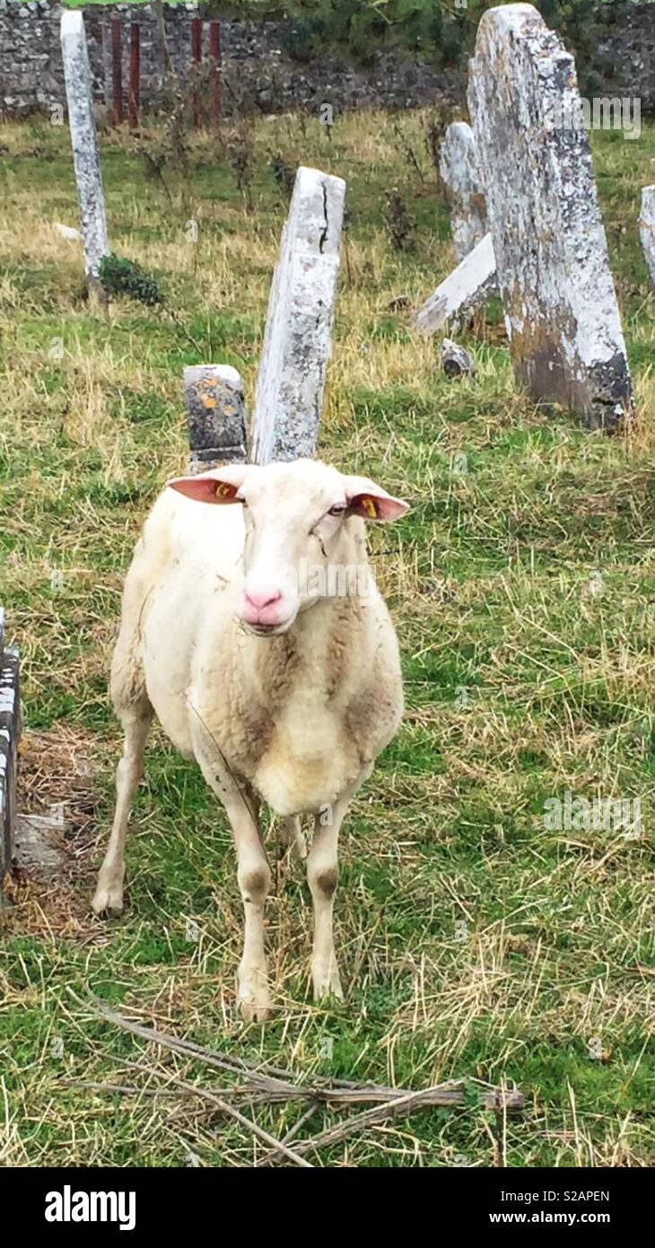 Sheep in the yard hi-res stock photography and images - Alamy