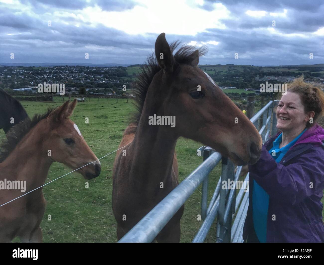 Foal gate smartphone stock photos and images - Alamy
