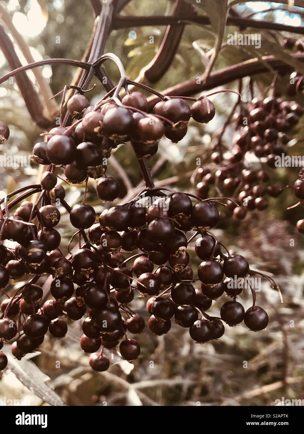 Purple elderflower hi-res stock photography and images - Alamy