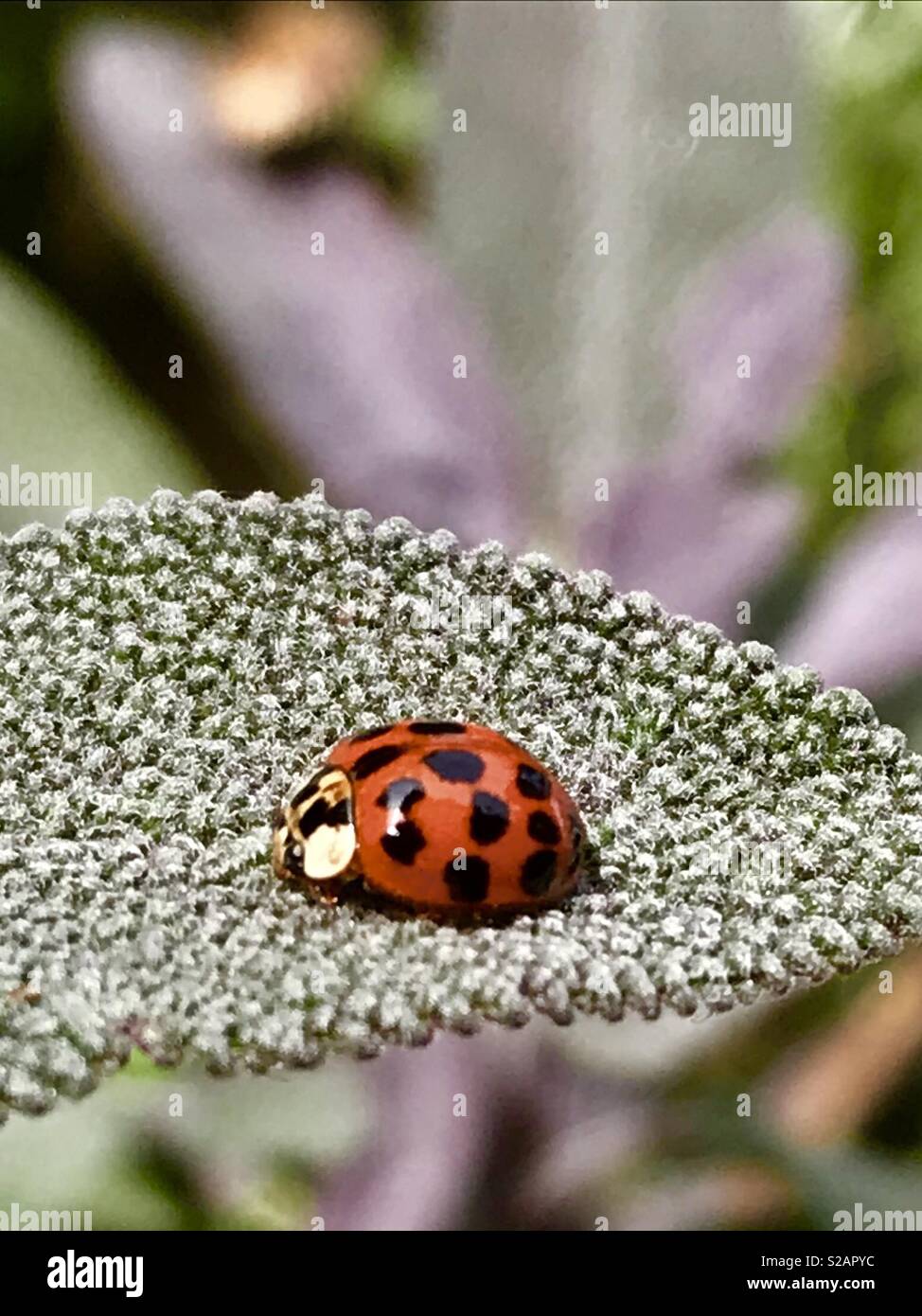 Green leaf and ladybird hi-res stock photography and images - Alamy