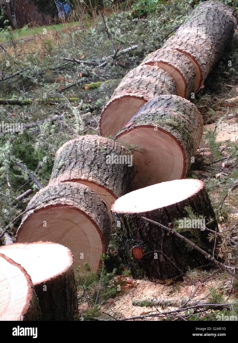 Fallen tree being cut up in chunks Stock Photo - Alamy