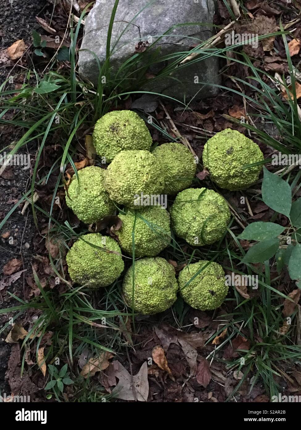 Osage orange hi-res stock photography and images - Alamy