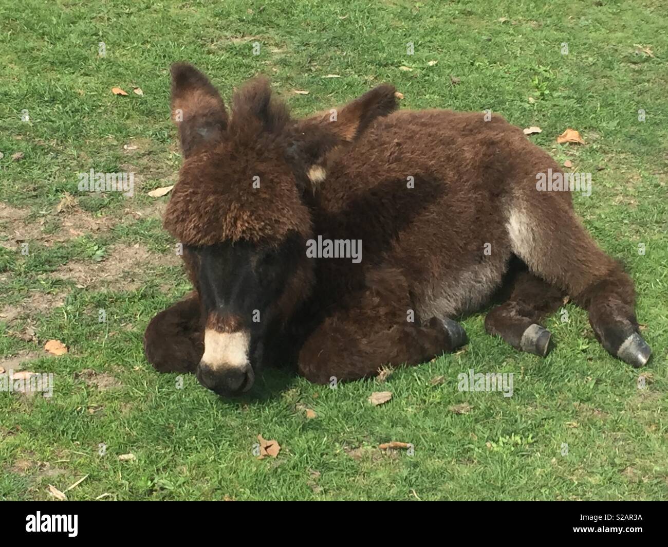 Baby donkey resting on Beaulieu Village Green Stock Photo - Alamy