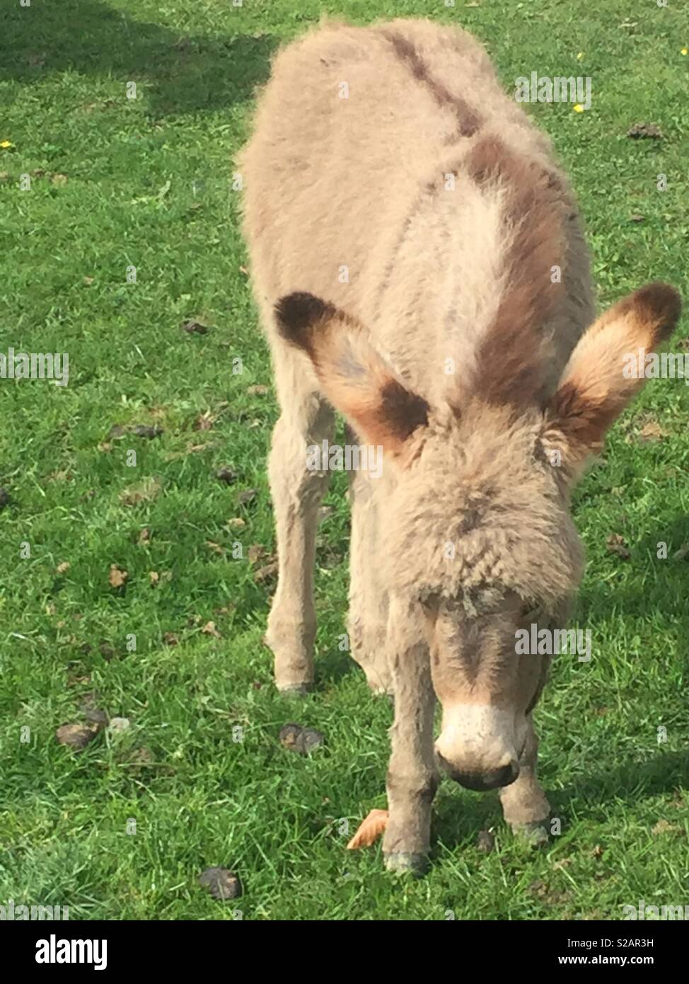 Donkey head hi-res stock photography and images - Alamy