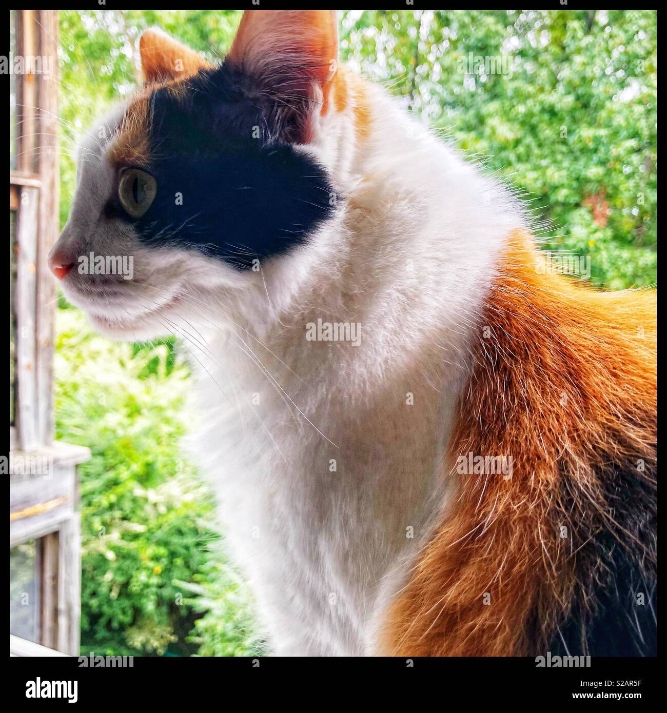 Profile of calico cat Stock Photo - Alamy