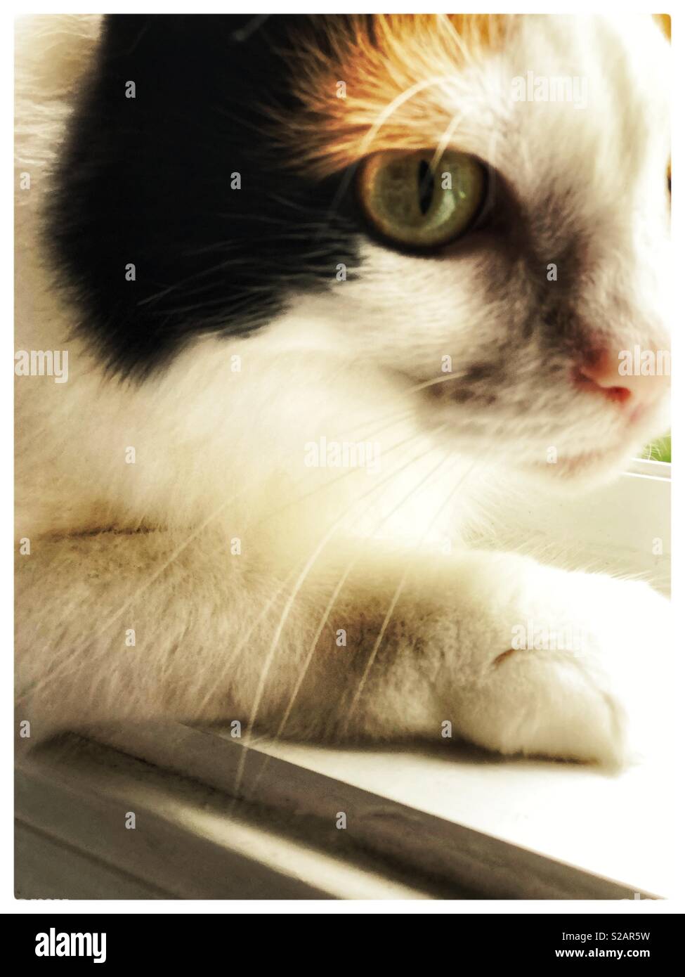 Calico cat eye Stock Photo - Alamy