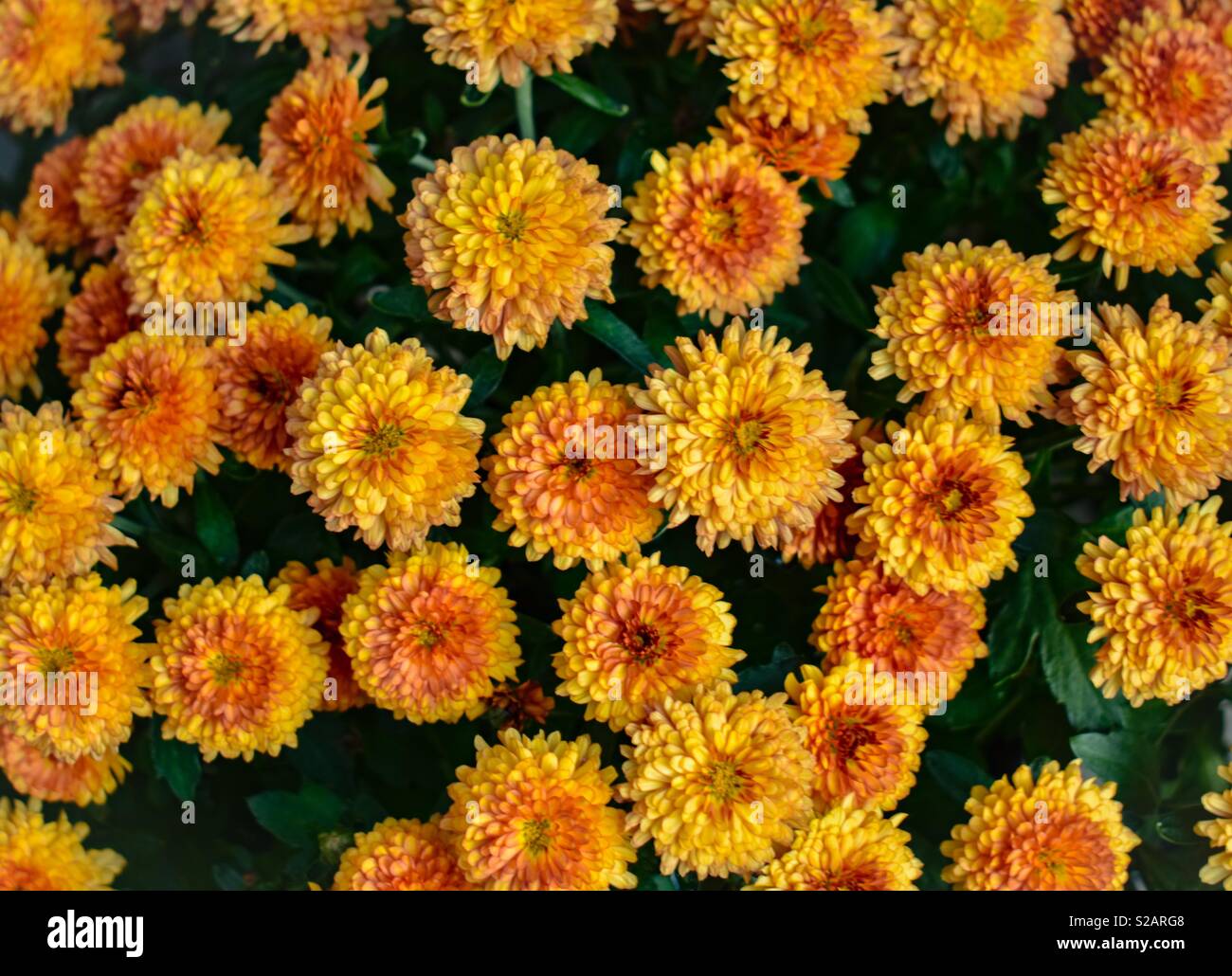 Fall mums hi-res stock photography and images - Alamy