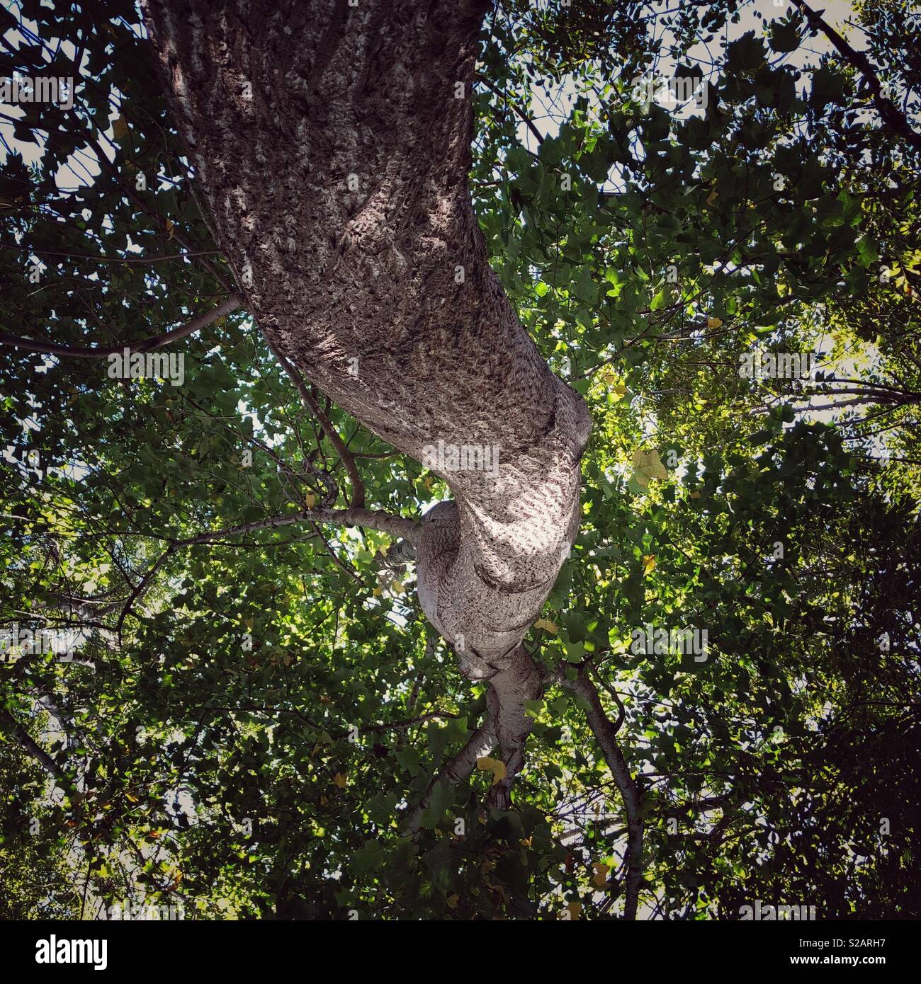 Berkeley tree hi-res stock photography and images - Alamy