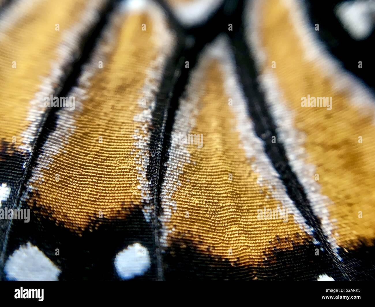 Butterfly wing close up hi-res stock photography and images - Alamy