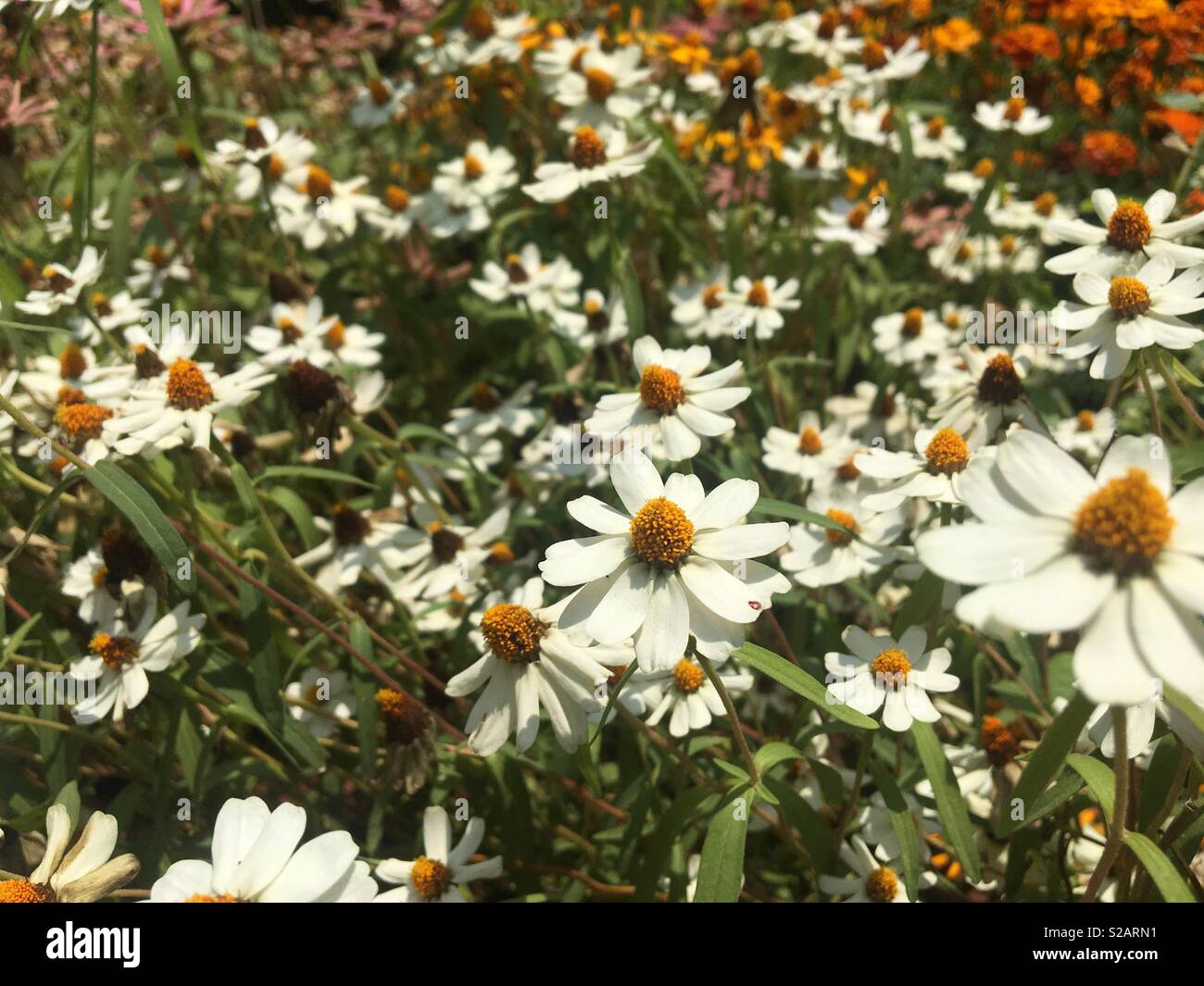 Beautiful garden white flowers hi-res stock photography and images - Alamy