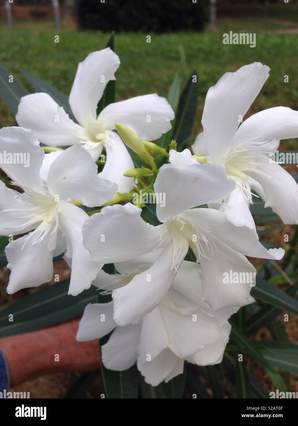 white oleander flower in Ankaran Stock Photo - Alamy