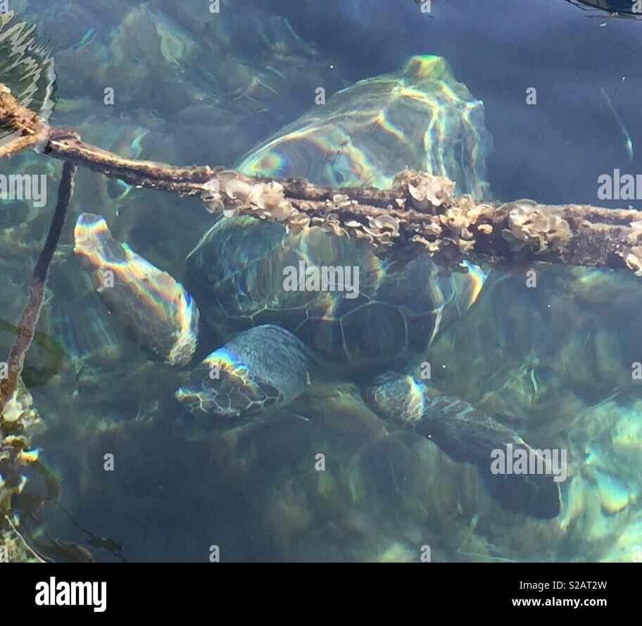 Turtle in Cyprus Stock Photo - Alamy