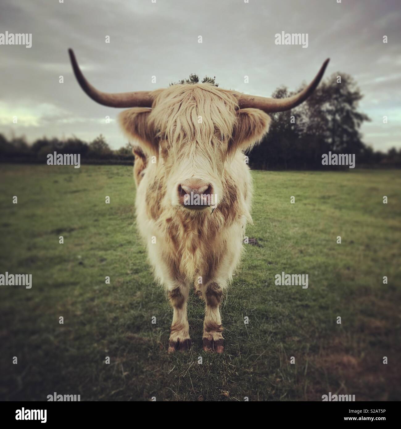 Moo cow hi-res stock photography and images - Alamy