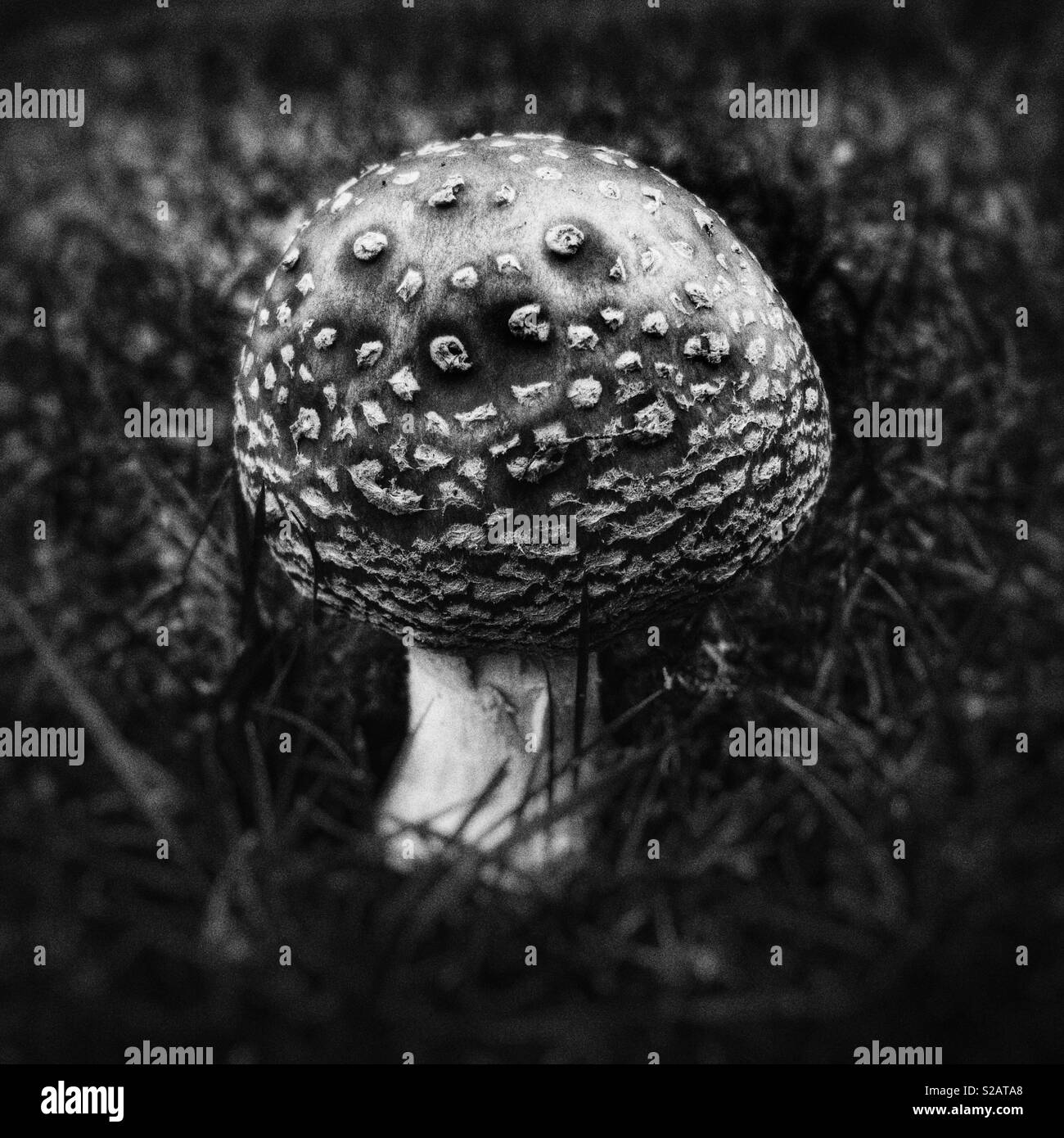 Death cap Black and White Stock Photos & Images - Alamy