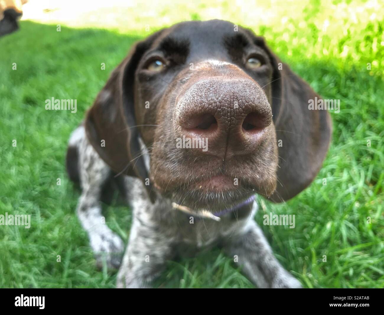 Does The German Shorthaired Pointer Have A Wet Nose