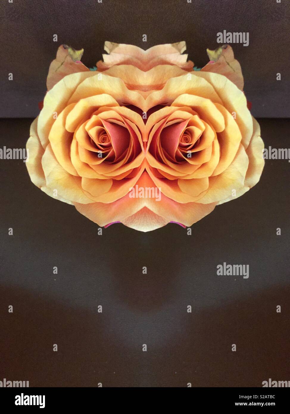 Mirror image of a rose Stock Photo - Alamy