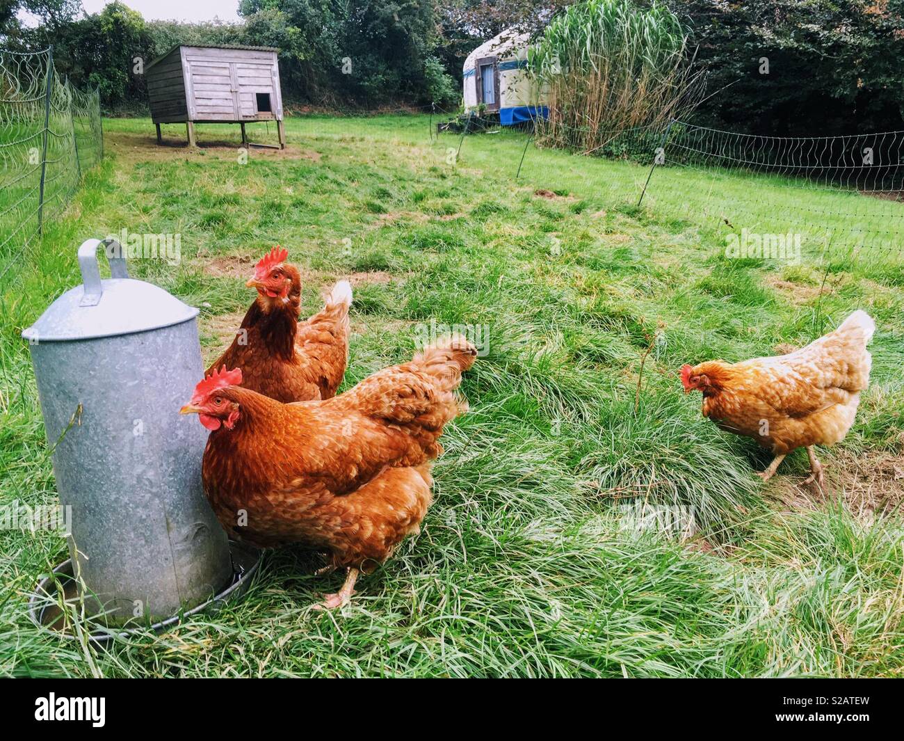 Drinking hens hi-res stock photography and images - Alamy
