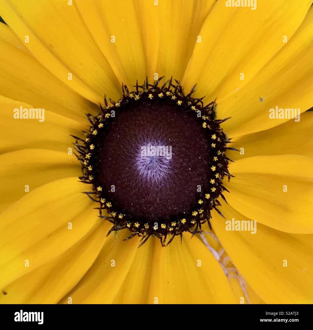 Yellow center of flower hi-res stock photography and images - Alamy
