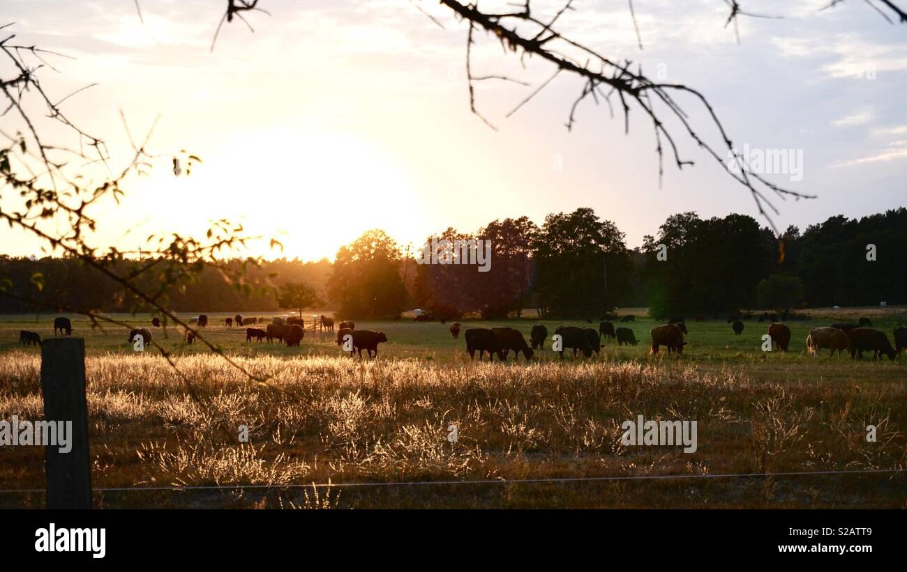 Sunset with Cow Stock Photo - Alamy