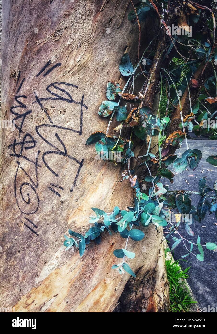 Graffiti Tree High Resolution Stock Photography and Images - Alamy