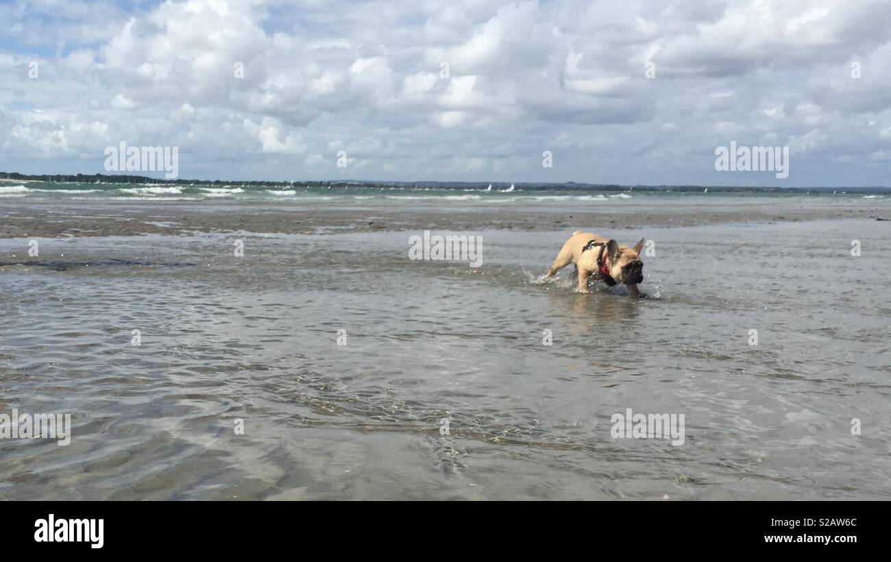 Frenchie at the beach Stock Photo - Alamy